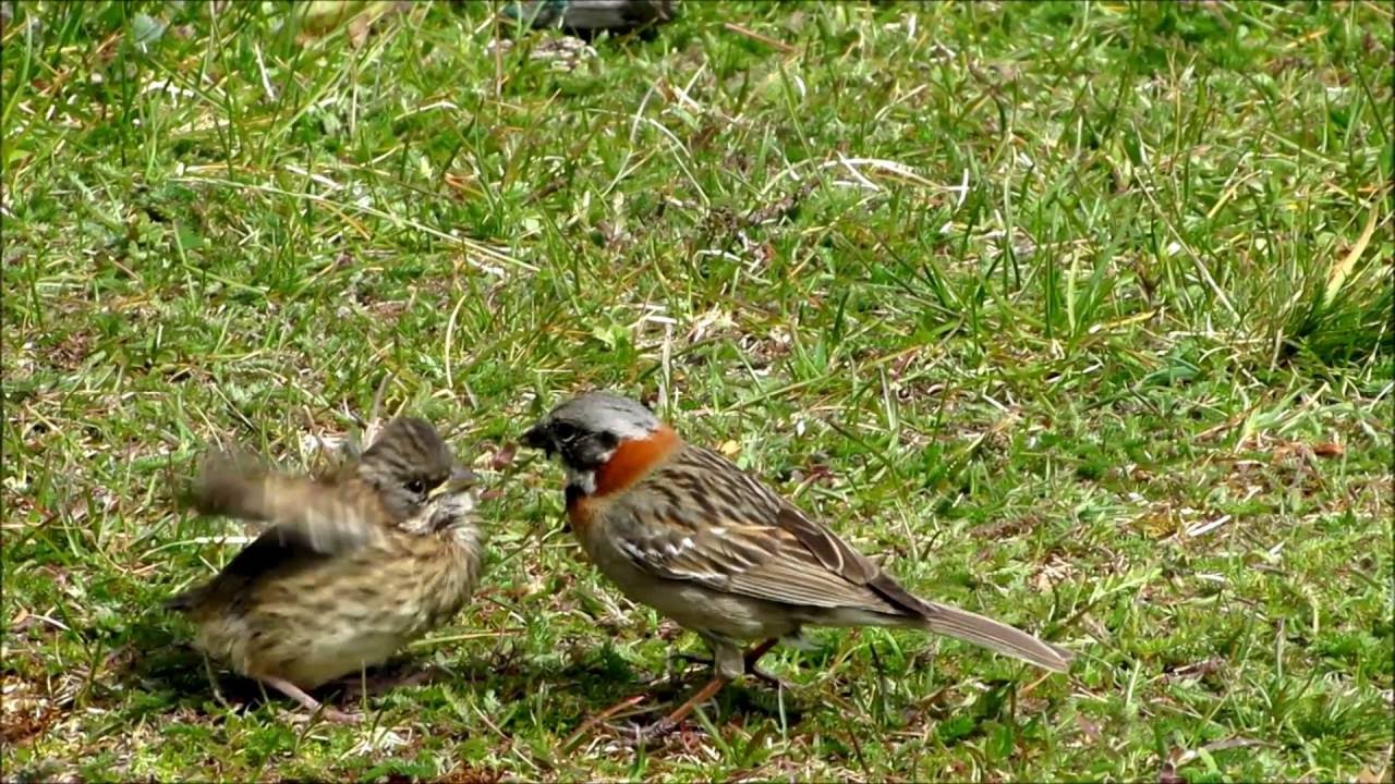 Chingolo (Zonotrichia capensis): "Alimentando al pichón". - YouTube