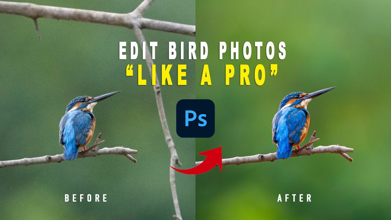 How to Edit Wildlife & Bird Photos in 2025 | Easy Pro Tips! - YouTube