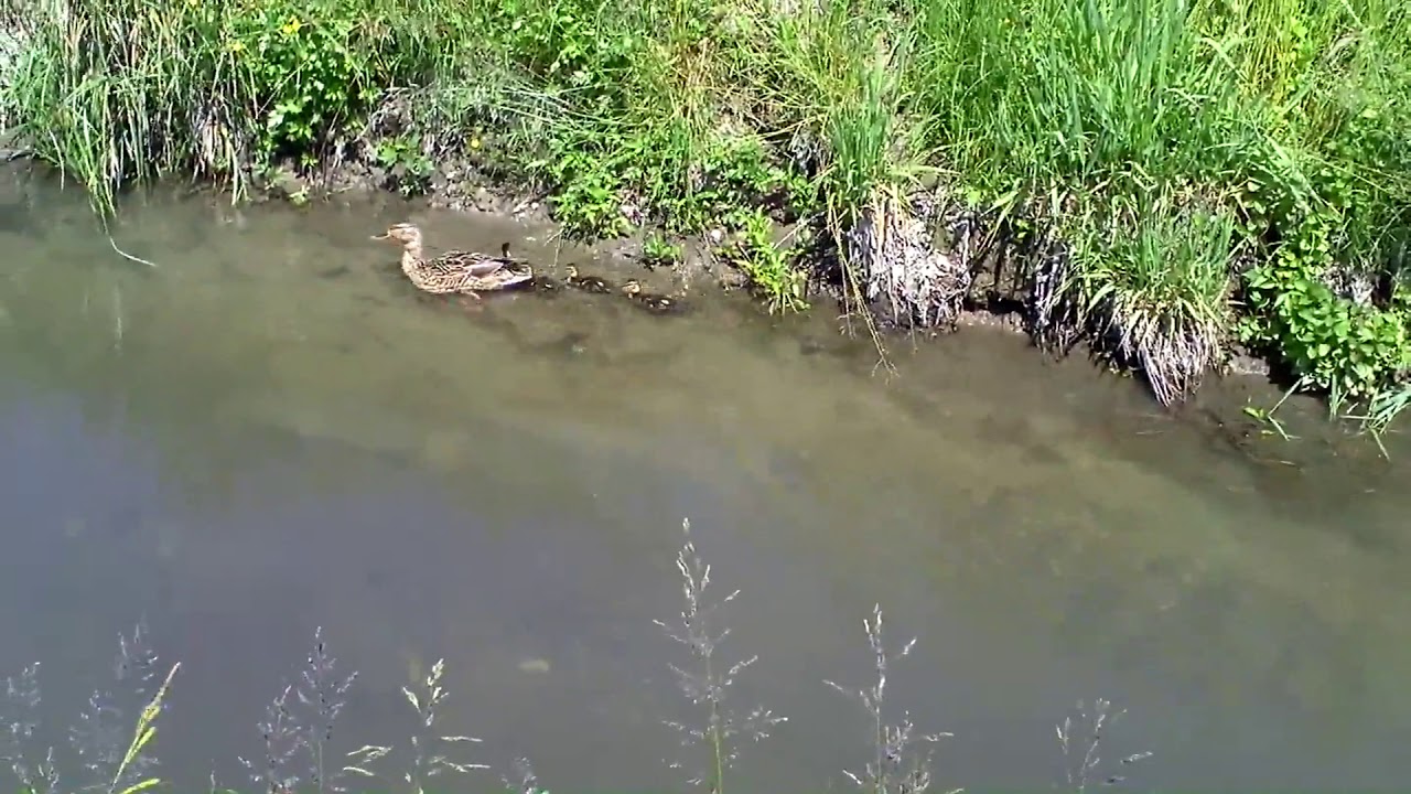 Parco agricolo sud Milano "Lacchiarella" - YouTube