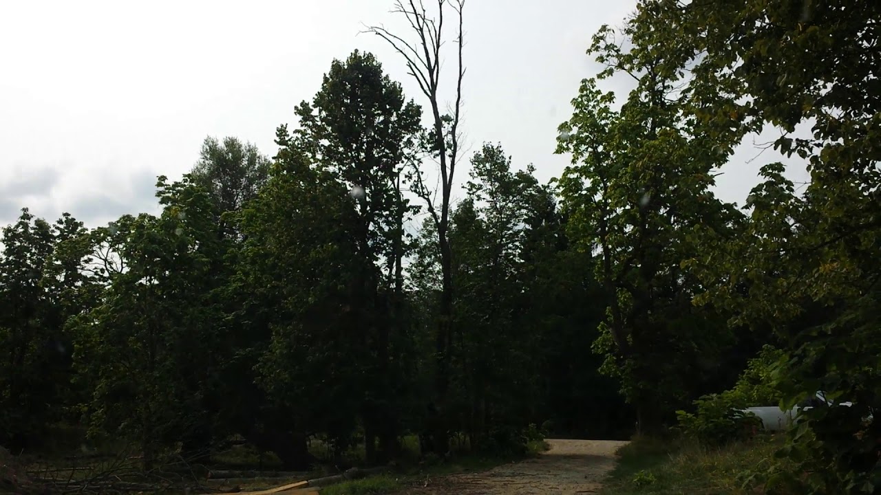 Ash Tree Explosion - YouTube