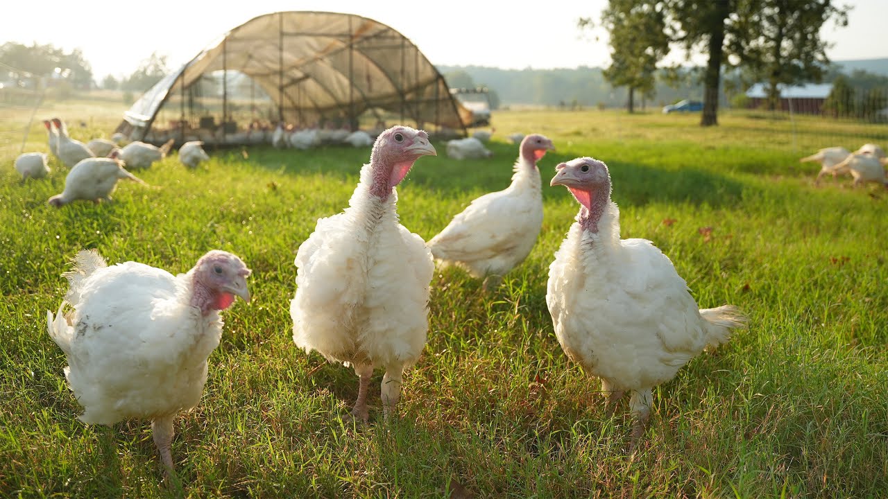 Raising 1,500 Turkeys on Pasture [COMPLETE GUIDE] - YouTube
