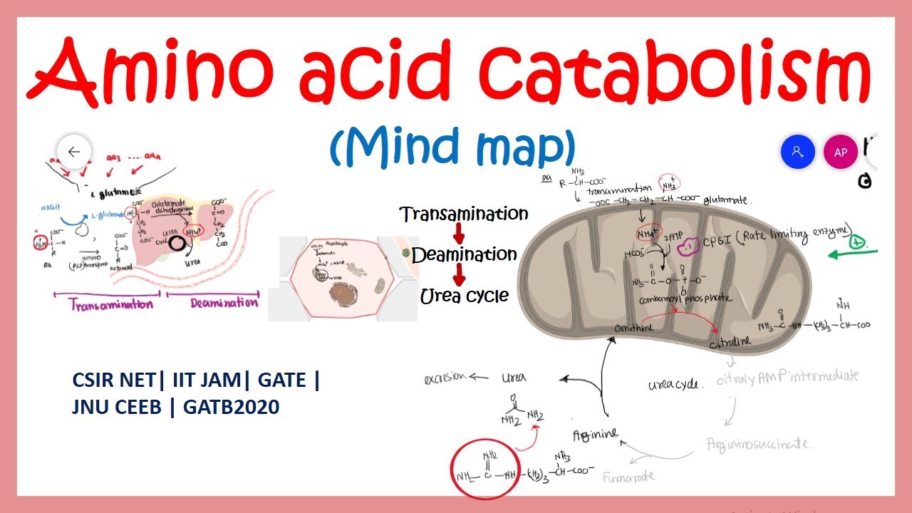 amino acid catabolism ( mind map) IIT JAM | CSIR NET | GATB-2020 | GATE ...