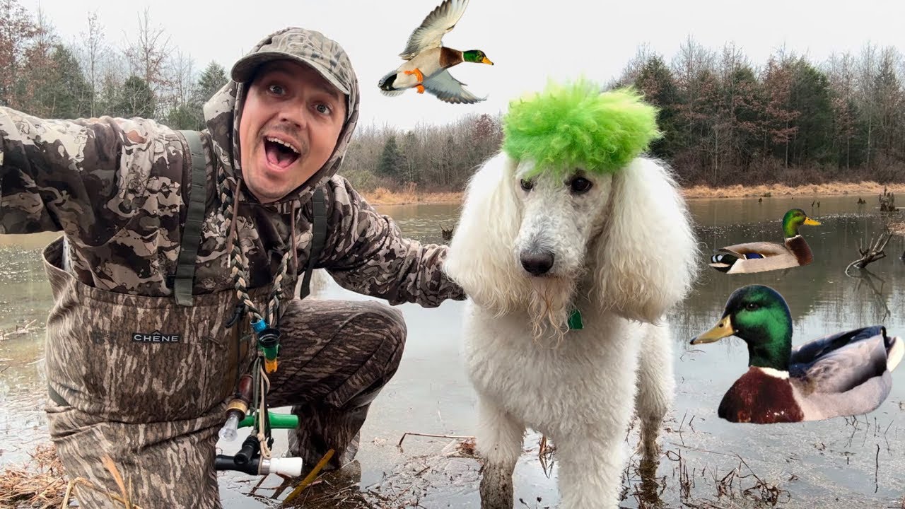 Poodle Duck Hunting in Marsh - YouTube