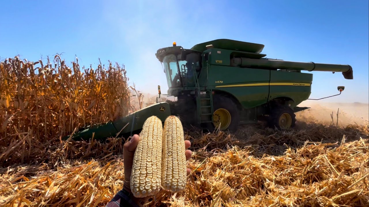 TRILLA DE MAÍZ BLANCO ( 12.5 toneladas X Hectárea ) DeKalb 4050 ...