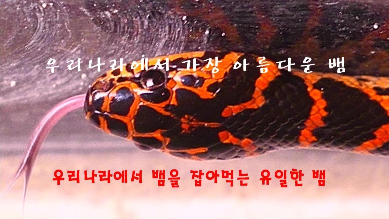 한국의 뱀2 가장 아름다운 뱀 능구렁이 Youtube