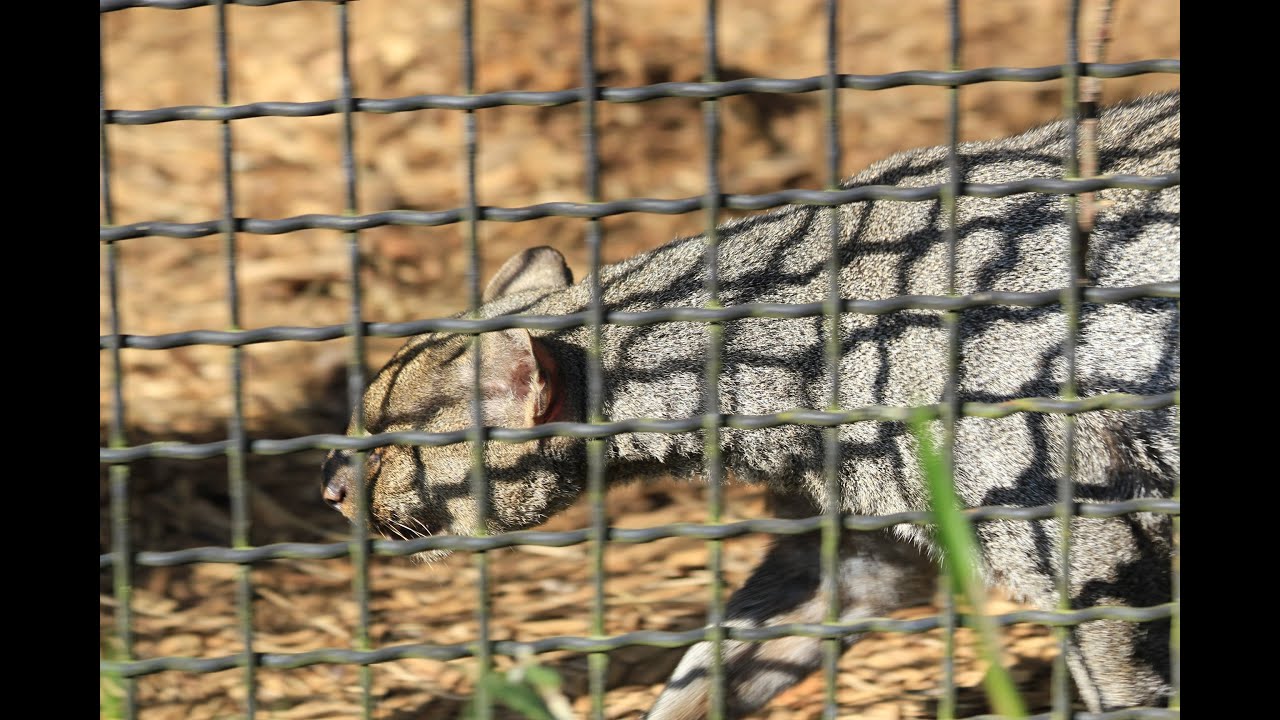 Jaguarundi im Zoo - YouTube