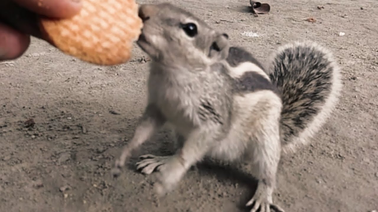 squirrel,s reactions to me come back home,, - YouTube