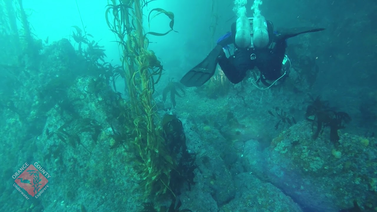 Scooter Dive at Point Lobos in Monterey, CA - YouTube