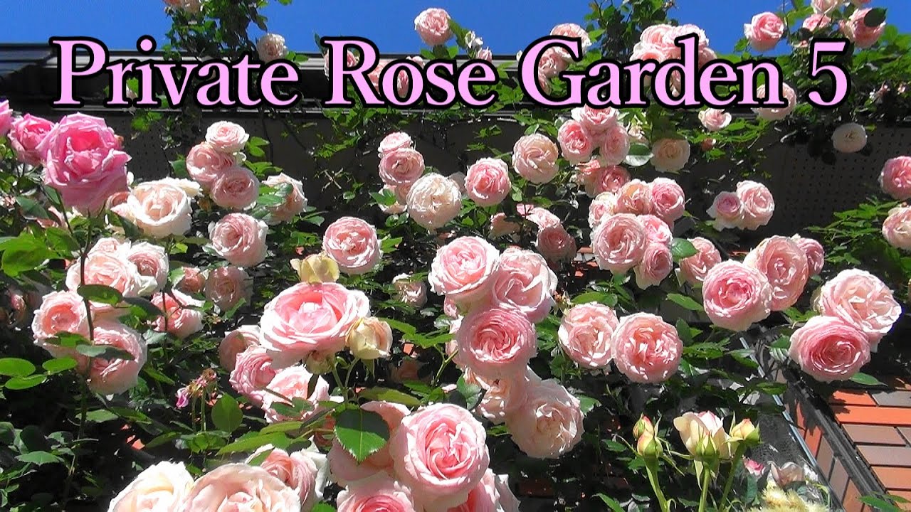 Private Rose Garden 5 - YouTube
