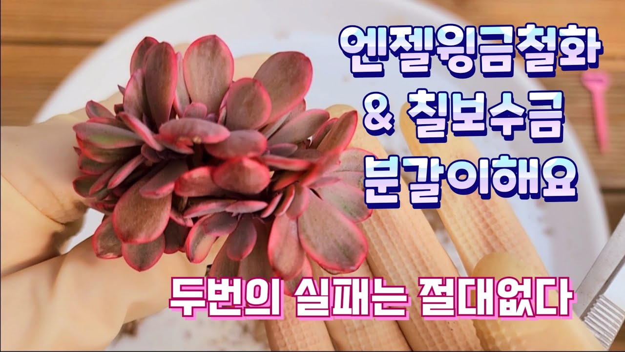 초보다육맘 예쁜 금다육 분갈이해요 칠보수금은 잎장이 너무 웃겨요 다육이 다육식물