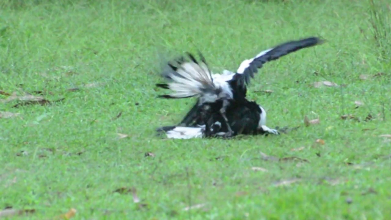 Australia Wildlife: Fighting Magpies - YouTube