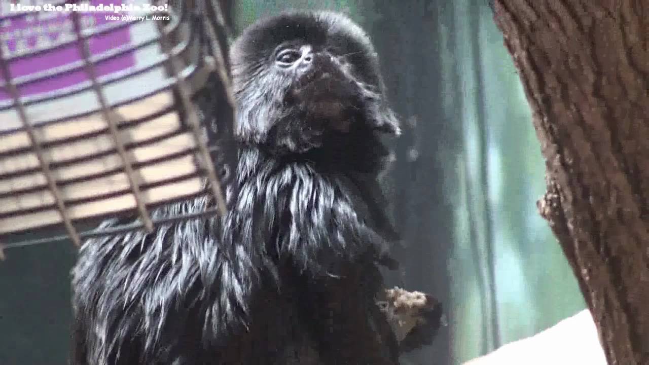 Philadelphia Zoo Goeldi's (Elusive) Monkeys - YouTube