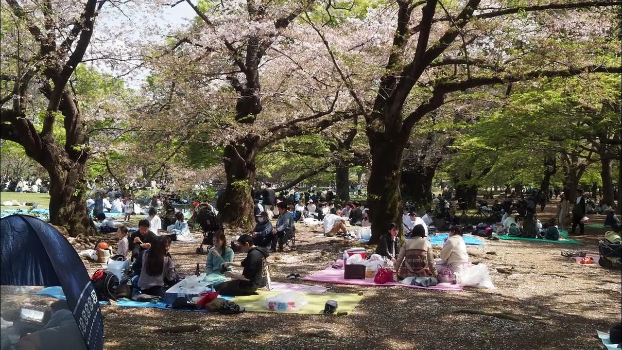 お花見散歩 代々木公園 2023/4/1 6 - YouTube