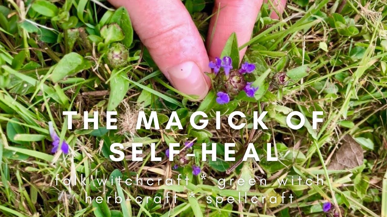 THE MAGIC OF SELF-HEAL (PRUNELLA VULGARIS) #SHORTS | HERB-CRAFT | GREEN ...
