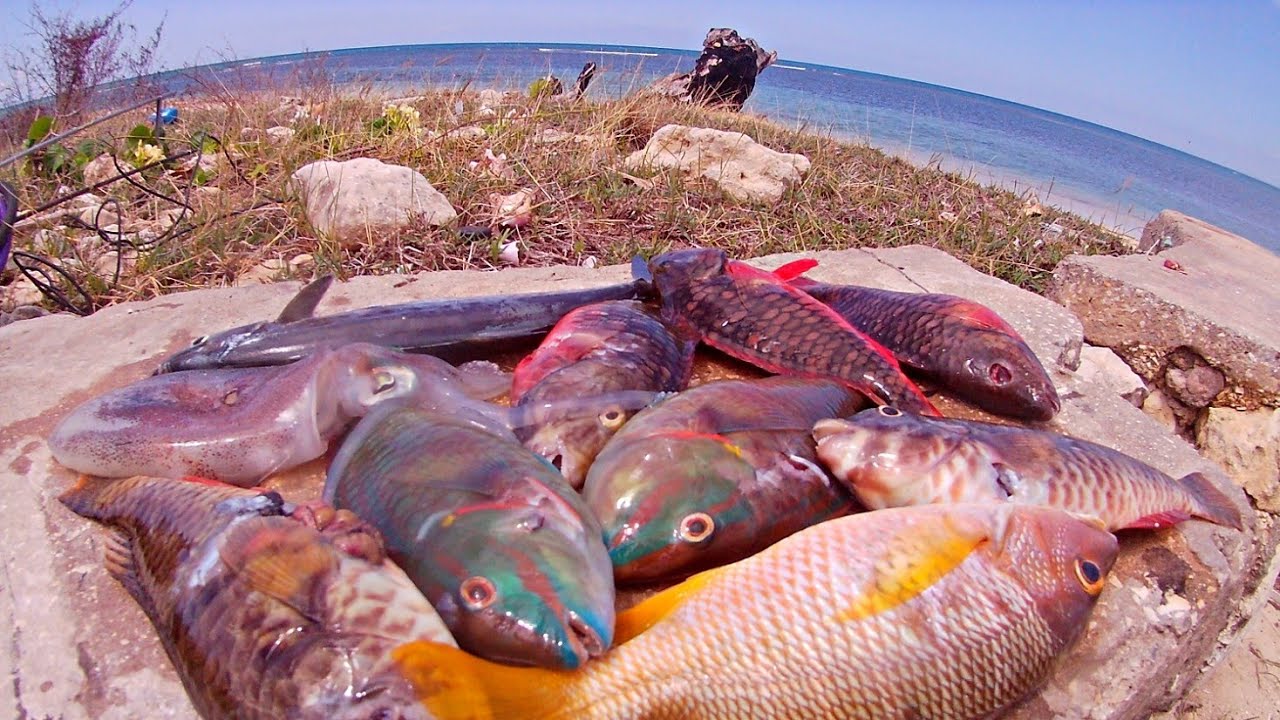 Spearfishing: Home Ground Pt 80 || Solo || Parrot | Spanish Mackerel ...