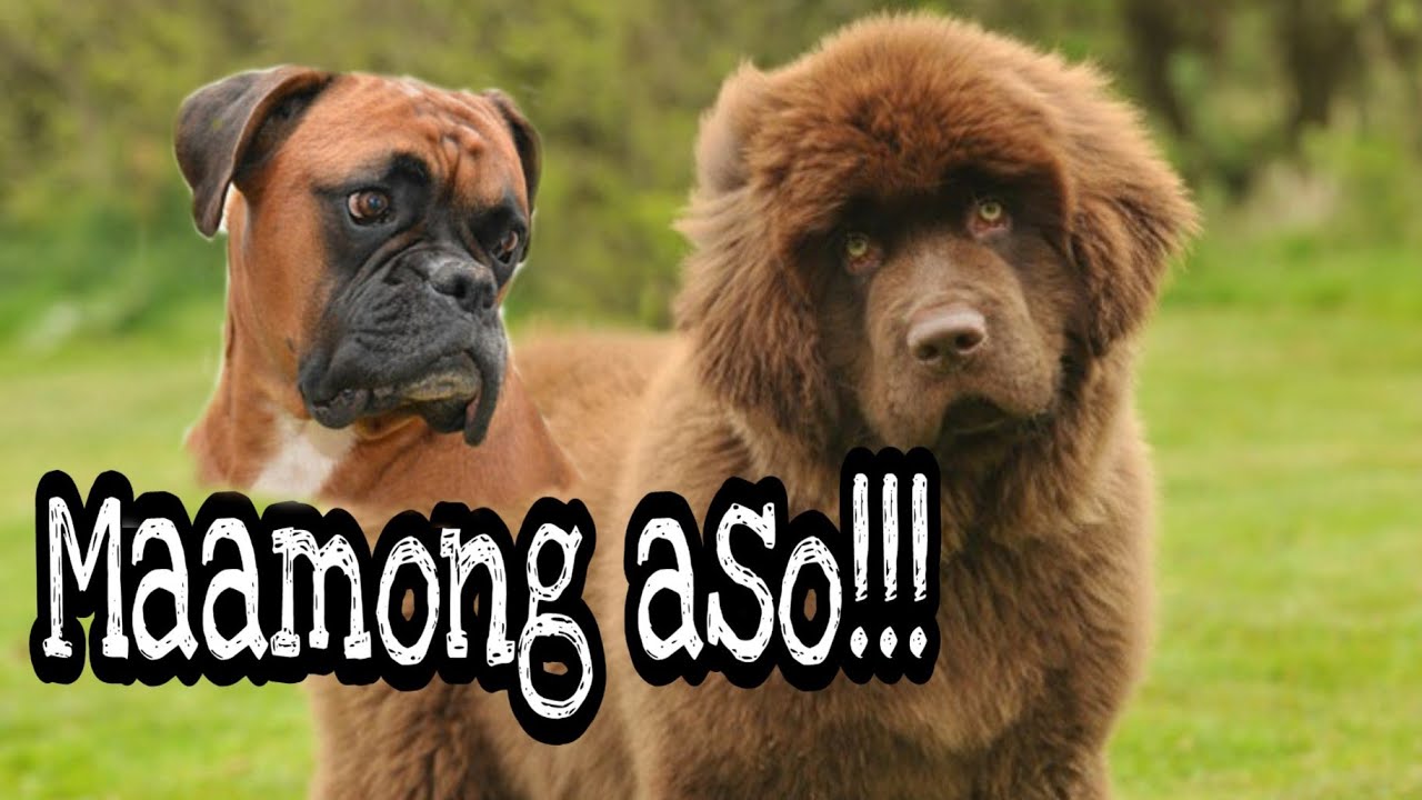 15 MAAMONG ASO |LOVEABLE DOGS - YouTube