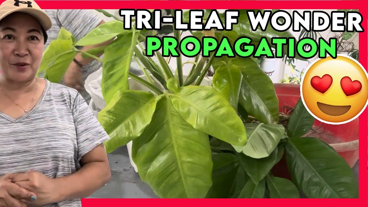 Propagation of Tri-leaf Wonder Syngonium Plant - YouTube