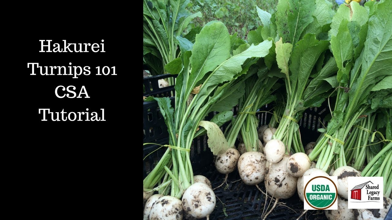 Snacking Turnips Tutorial - YouTube