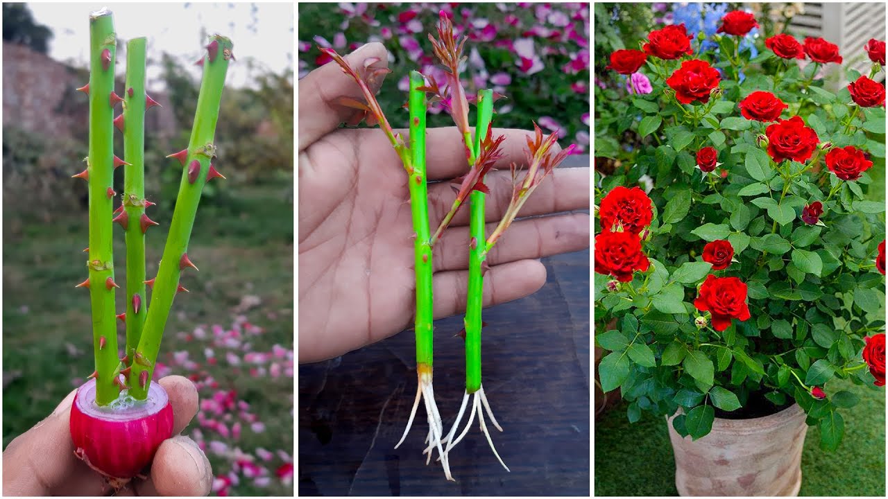 How to grow rose plant at home from cutting || Best & Easy to grow rose ...