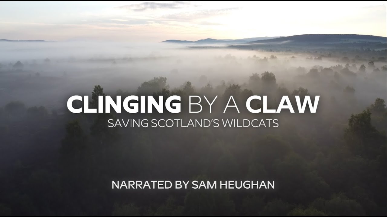Clinging By a Claw trailer - YouTube
