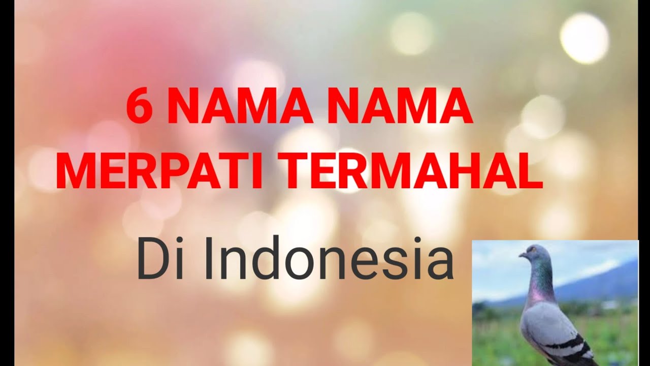 6 NAMA NAMA MERPATI TERMAHAL DI INDONESIA - YouTube