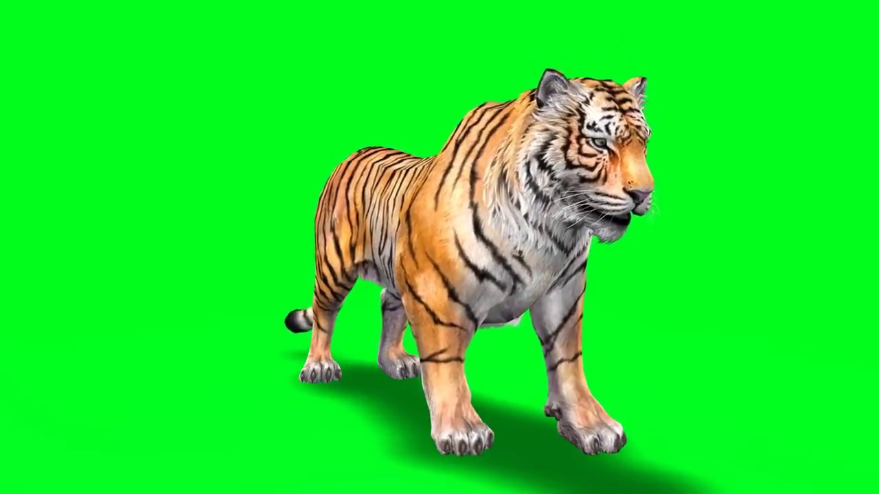 tiger attack green screen HD | Green screen Effects - YouTube
