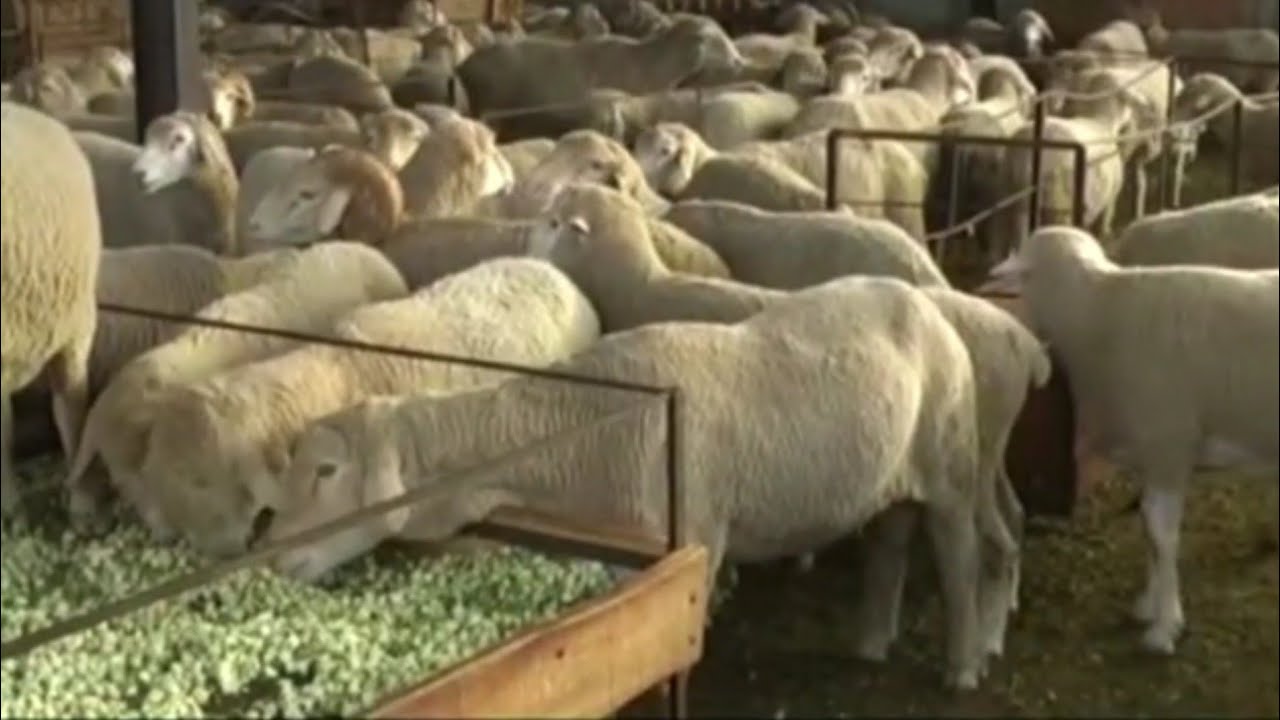 DISEASE & PEST IN SHEEP | SHEEP FARMING IN GHANA #sheepfarming # ...