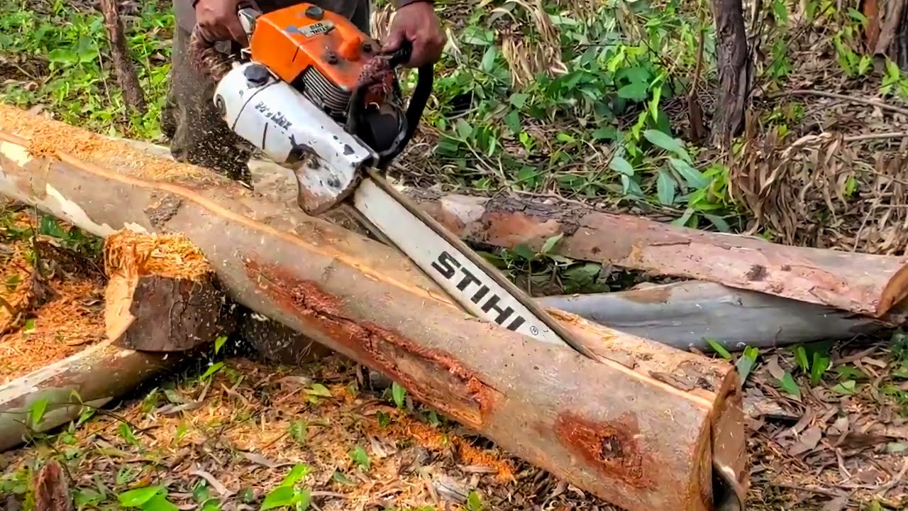 Strong Man Use Great Skill Cut Down Long Tree With Chainsaw Process ...