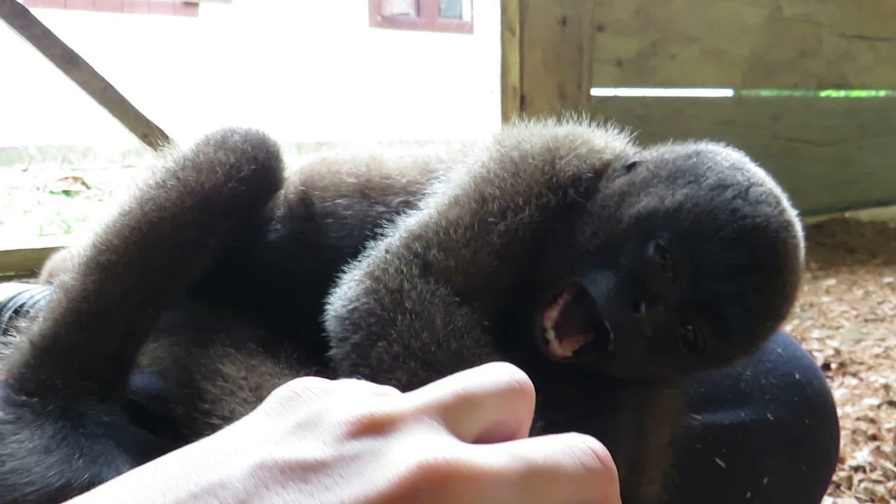 Playing with a rescued baby Woolly Monkey - YouTube