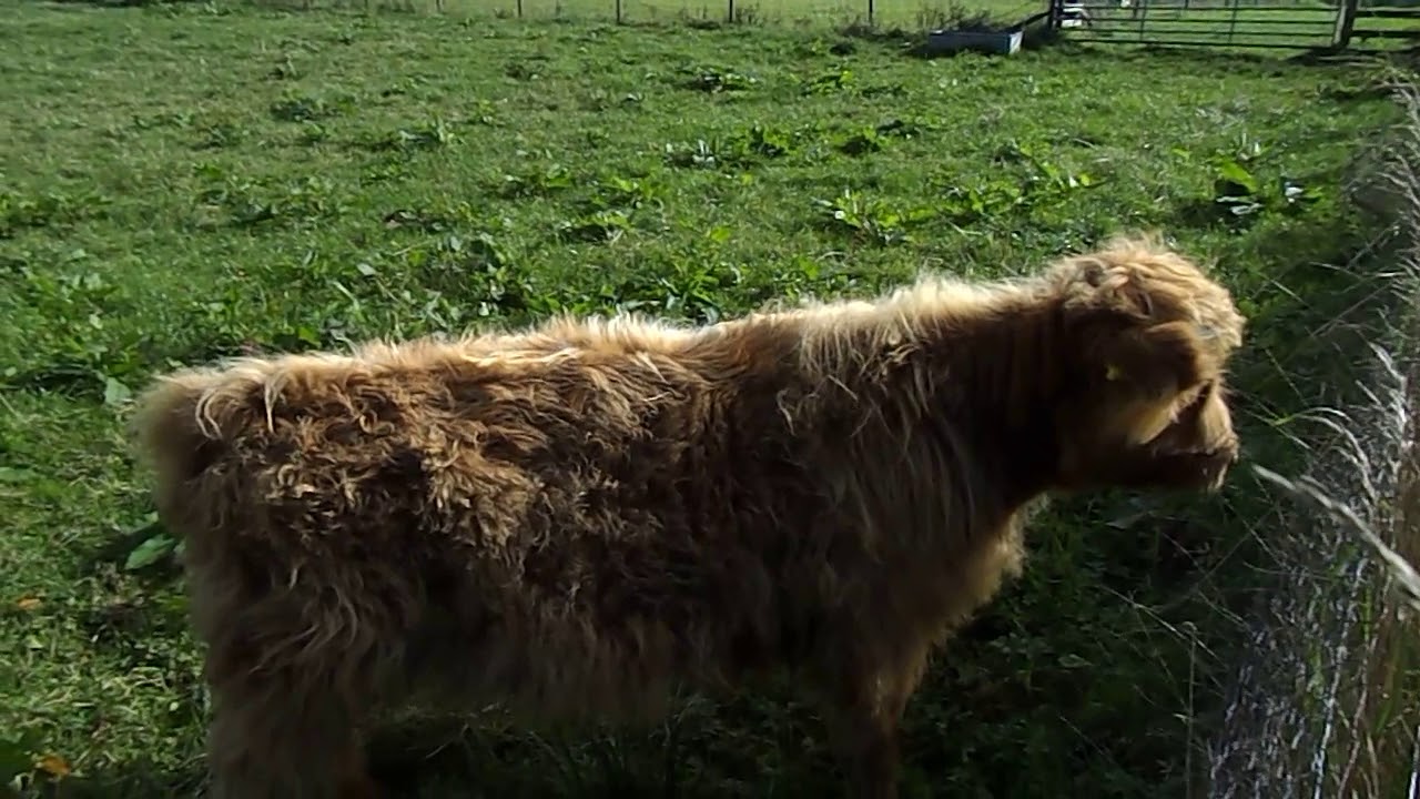 Young Ones - Robertson's Farm - Beauly, Scotland - YouTube