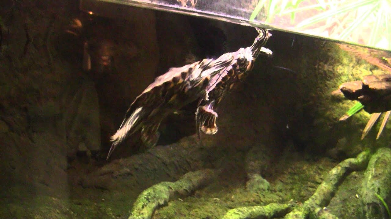 Two Freshwater Turtles Fighting to the Death - YouTube