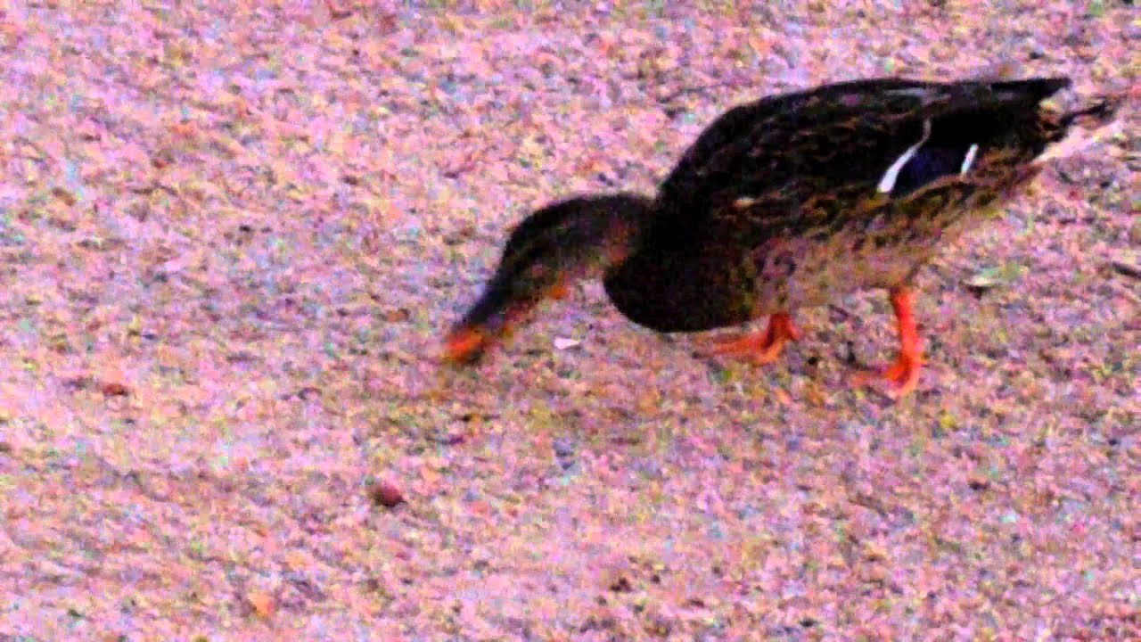 very Angeri Duck attempting to eat a piece of fruit - YouTube