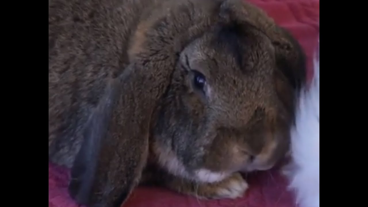 RABBITS - The elder rabbit. What cares does he need? - YouTube