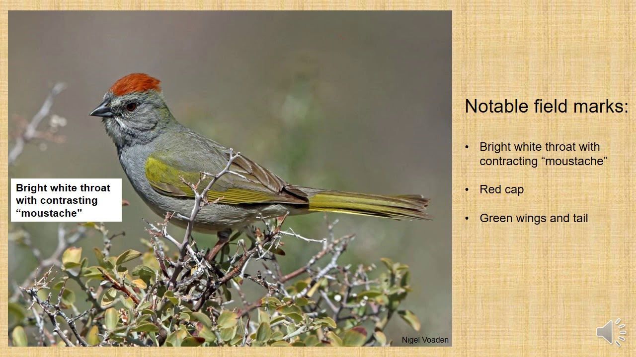 Sparrows of Nevada Identification Tips part 1, Towhees - YouTube