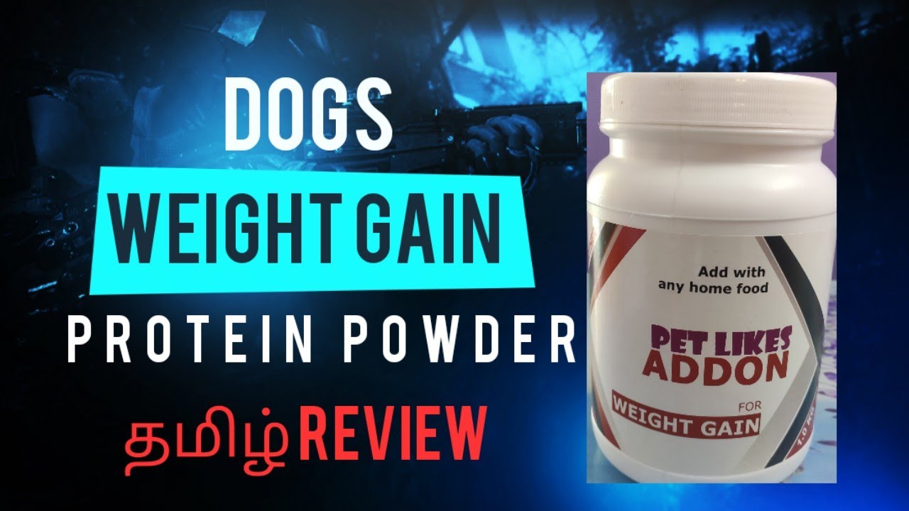 Dogs weight gain supplement ||protein powder - YouTube
