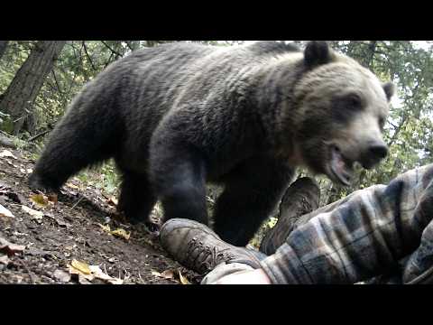 This Grizzly Attacked a Random Hiker for the Weirdest Reason Ever