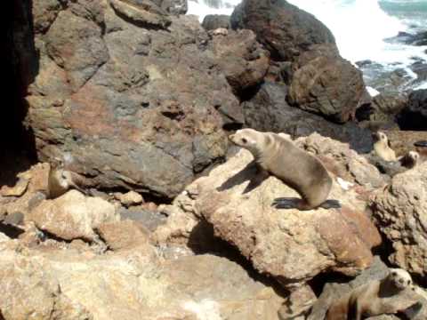 slapping a seal - YouTube