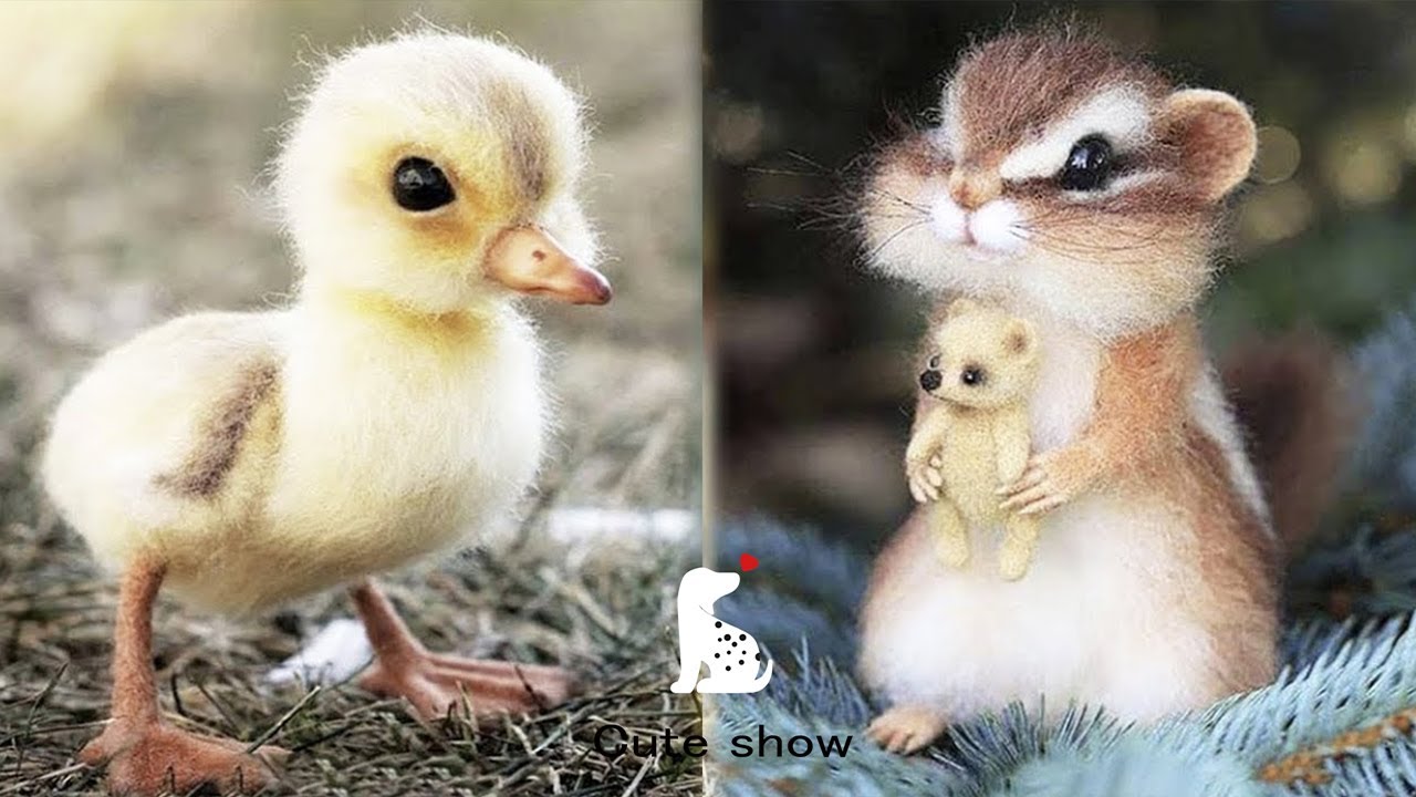 Cute show可爱秀-Cute Pets Collection可爱动物合集. - YouTube
