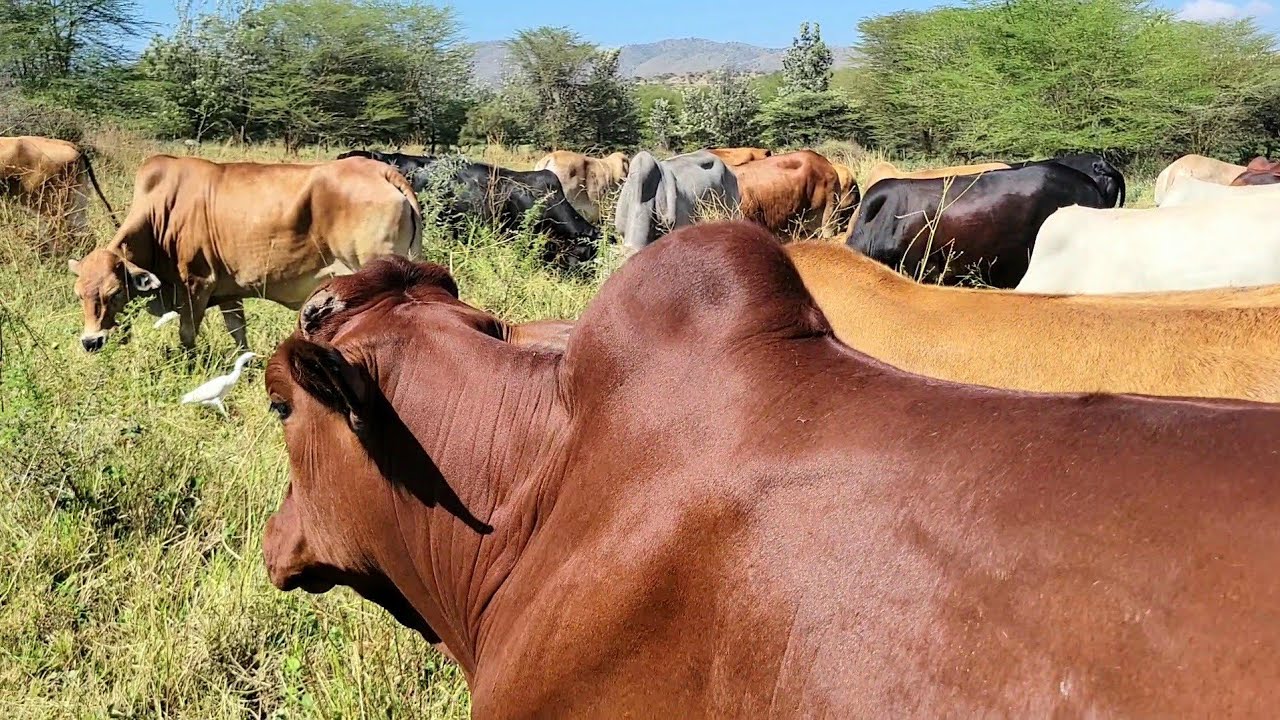 Ranching in Central kenya. - YouTube