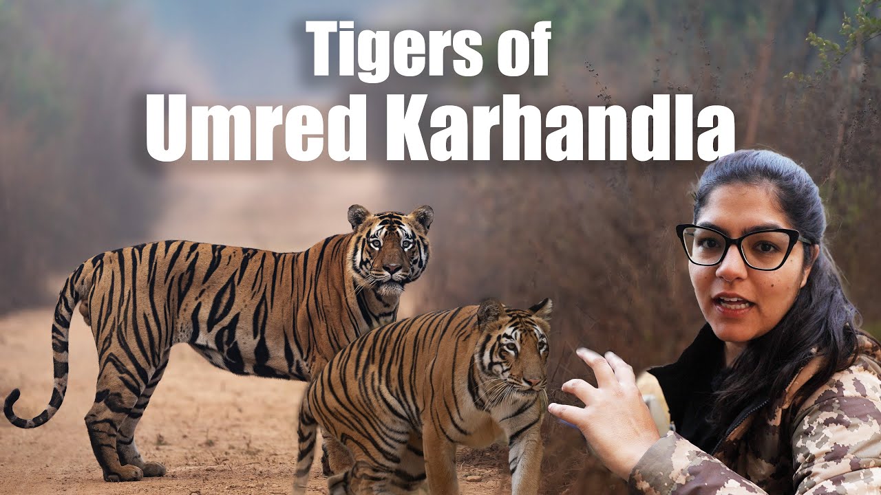 The exceptionally shy tiger of Umred Karhandla | ATR Daily Vlog - 50 ...