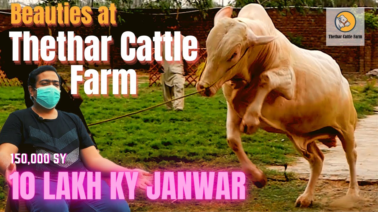 1.5 Lakh sy 10 Lakh Tak Ky Janwar | Thethar Cattle Farm | Cattle Farm ...