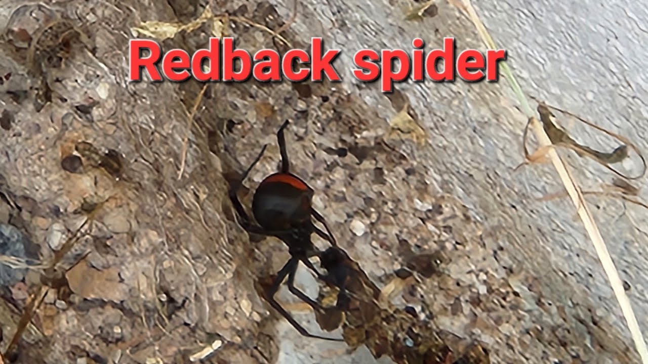 Redback spider in my backyard! - YouTube