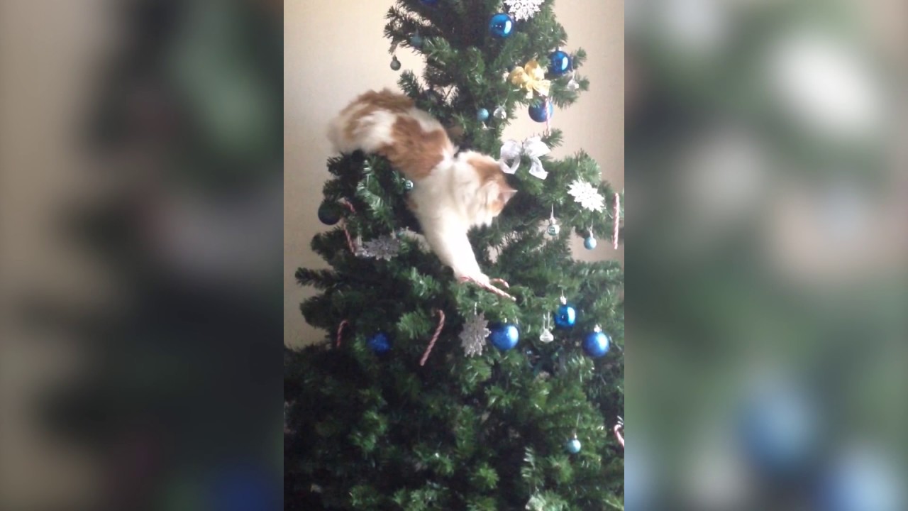 10 Christmas Tree Mishaps Featuring Your Cat - YouTube