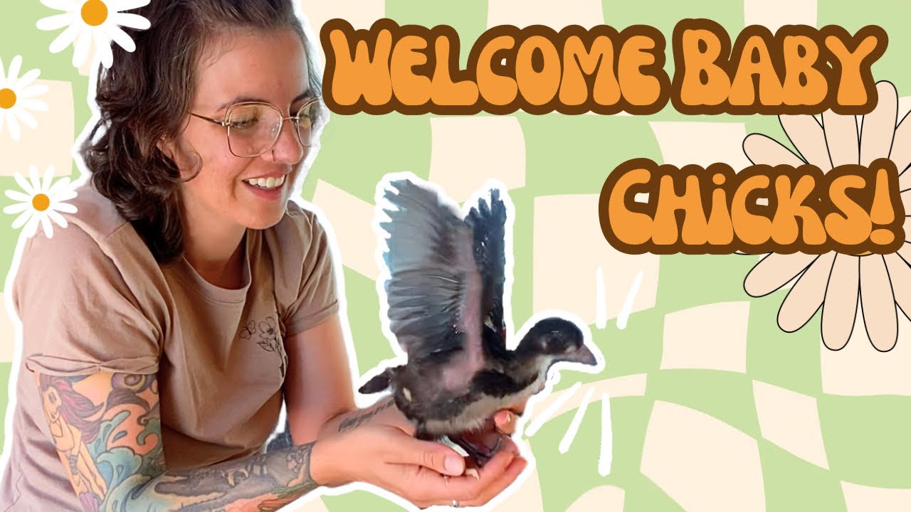 We Got New Baby Chickens! Sharing Our Life In Our Tiny House - YouTube