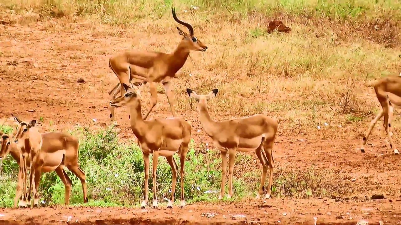 Male Impala and his harem - YouTube