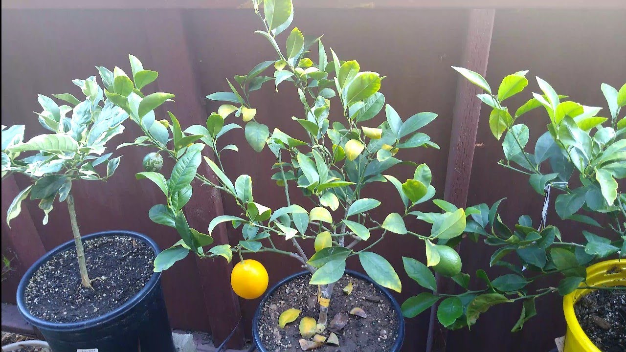 Meyer Lemon Tree First Fruit Harvest & Comparison - YouTube