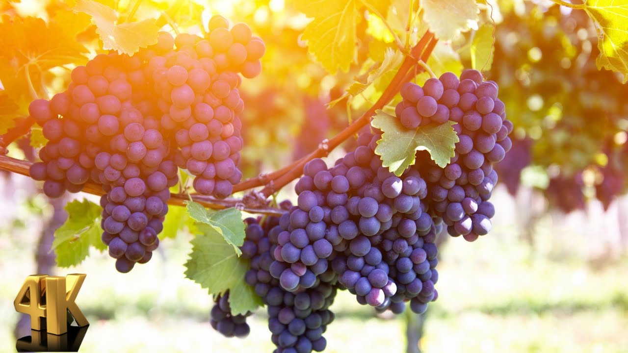 4K Nature Grapes video - Whatsapp status music for Grapes | Grape ...