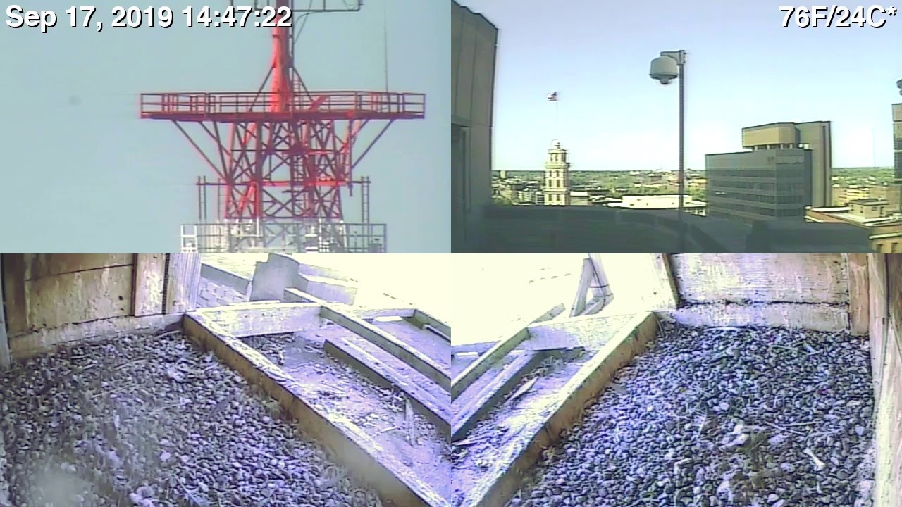 Rfalconcam Channel 2 Live - YouTube