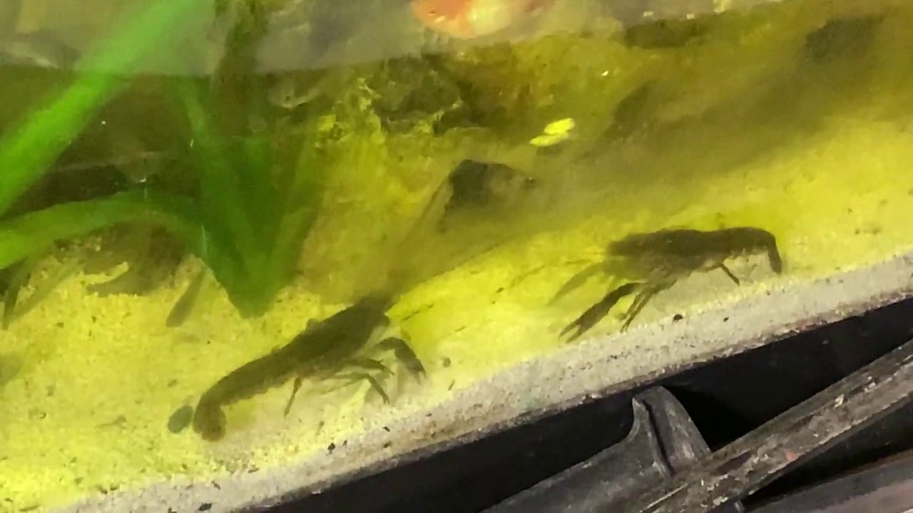 Self Cloning Marble Crayfish Community Tank for Sand Creek - YouTube