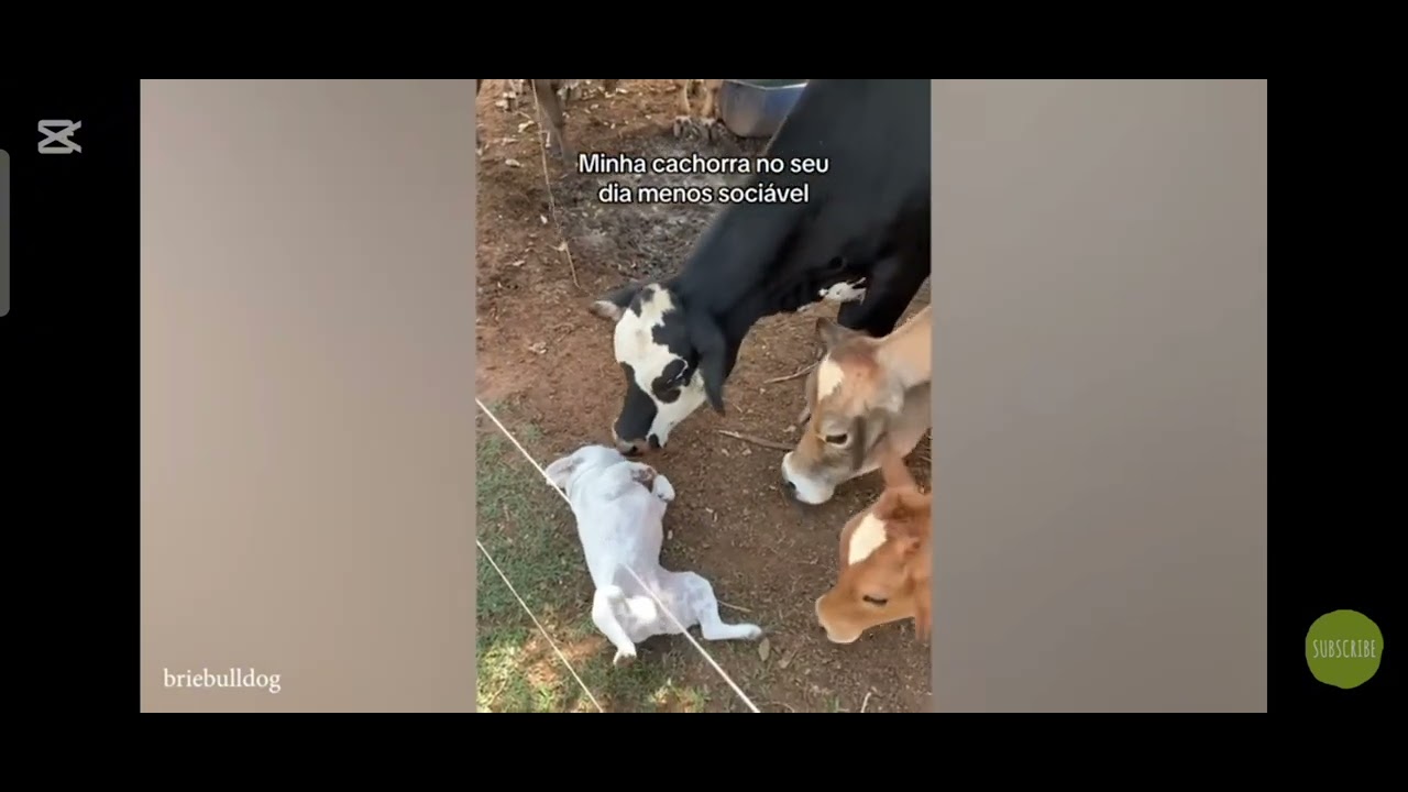 #funny. animal voice #kazel voice #funny#animal voice #kazel voice # ...